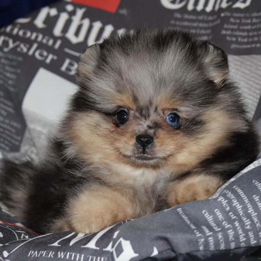 Померанский шпиц, щенок