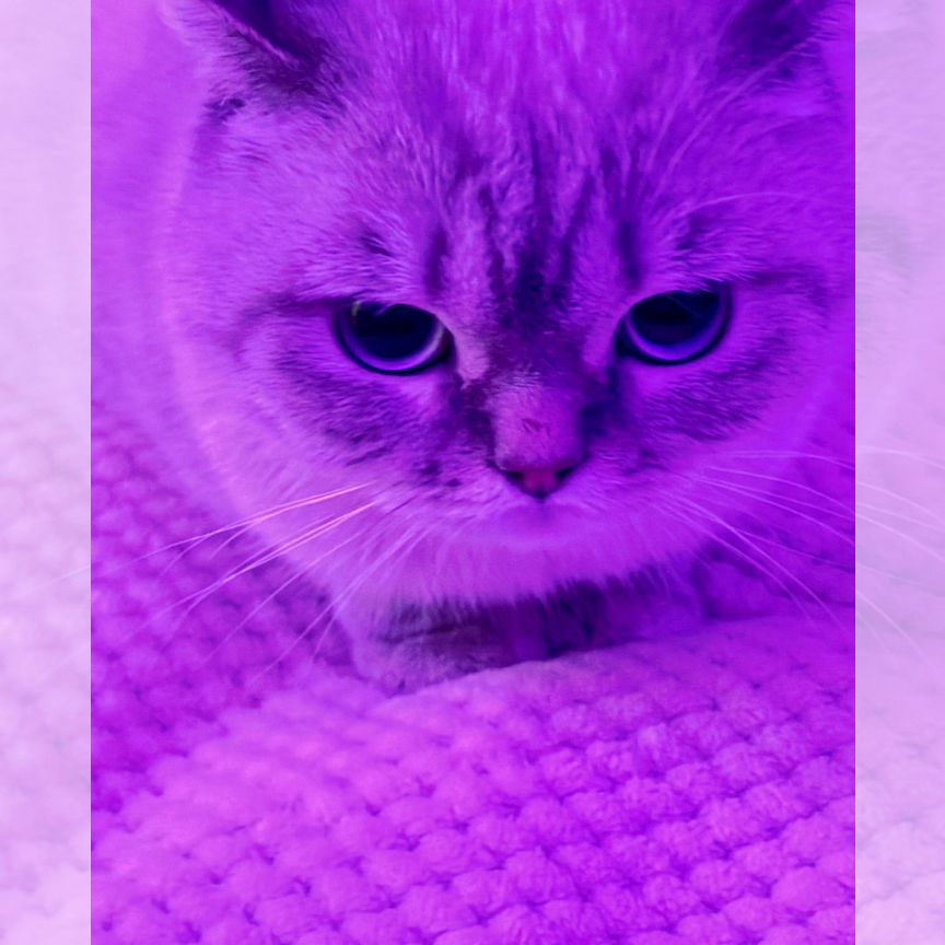 Шотладский кот