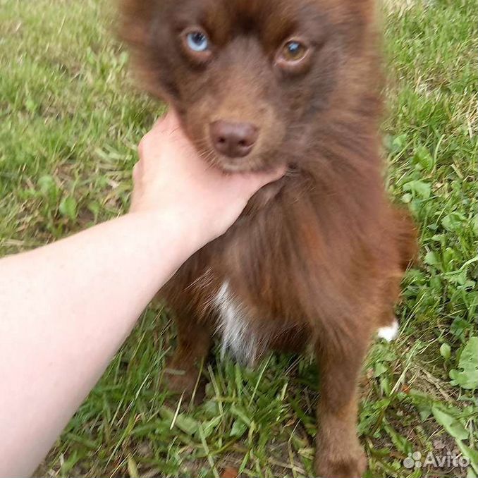 Шоколадная девочка Помски