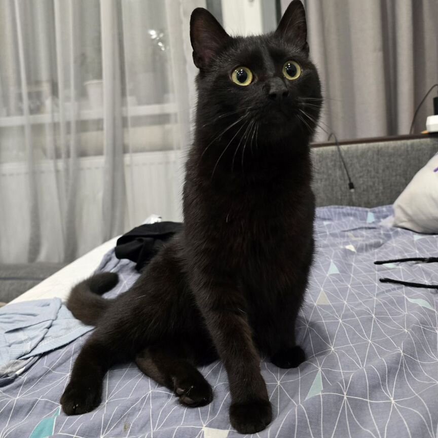 Черный кот