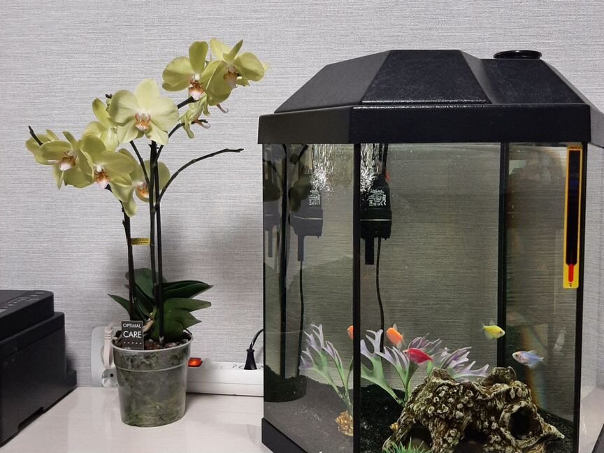 Тернеции Глофиш