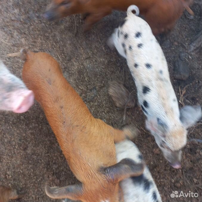 Продам поросят