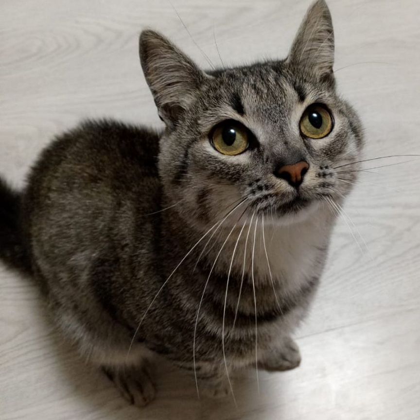 Британский кот и кошка