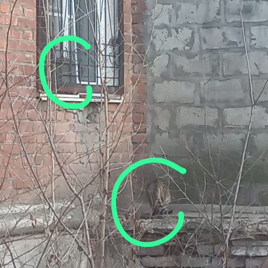 Бездомные коты