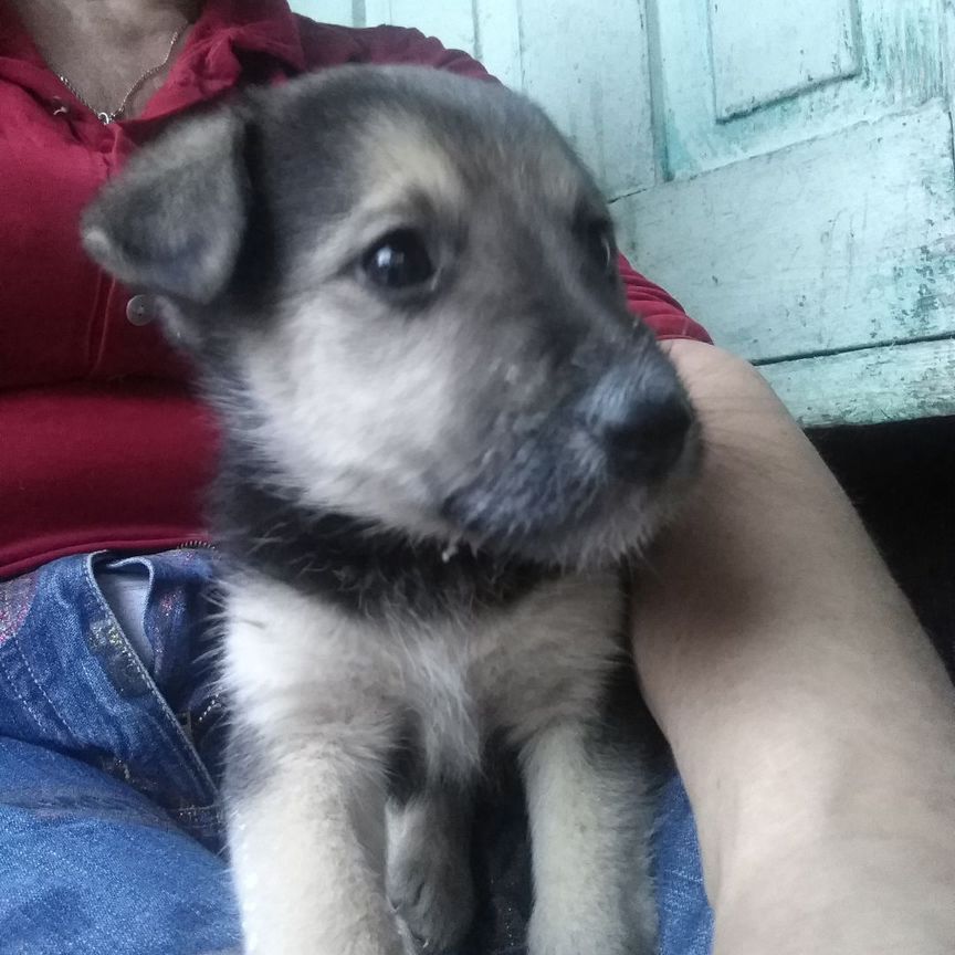 Отдам шенков