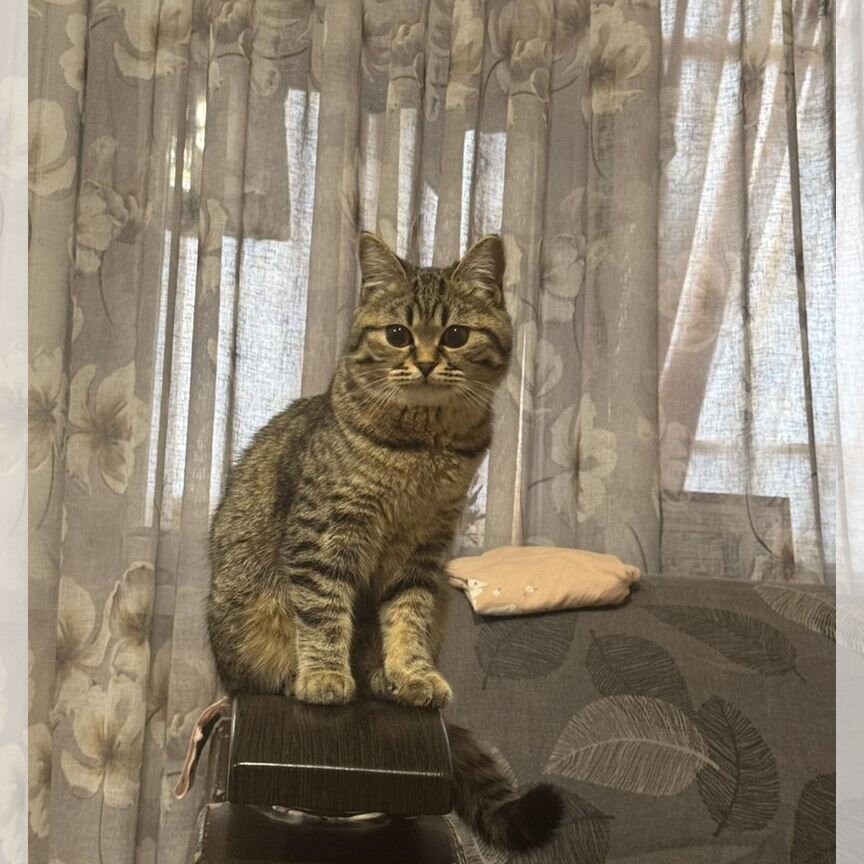 Шотландская прямоухая короткошёрстная кошка, взрослая