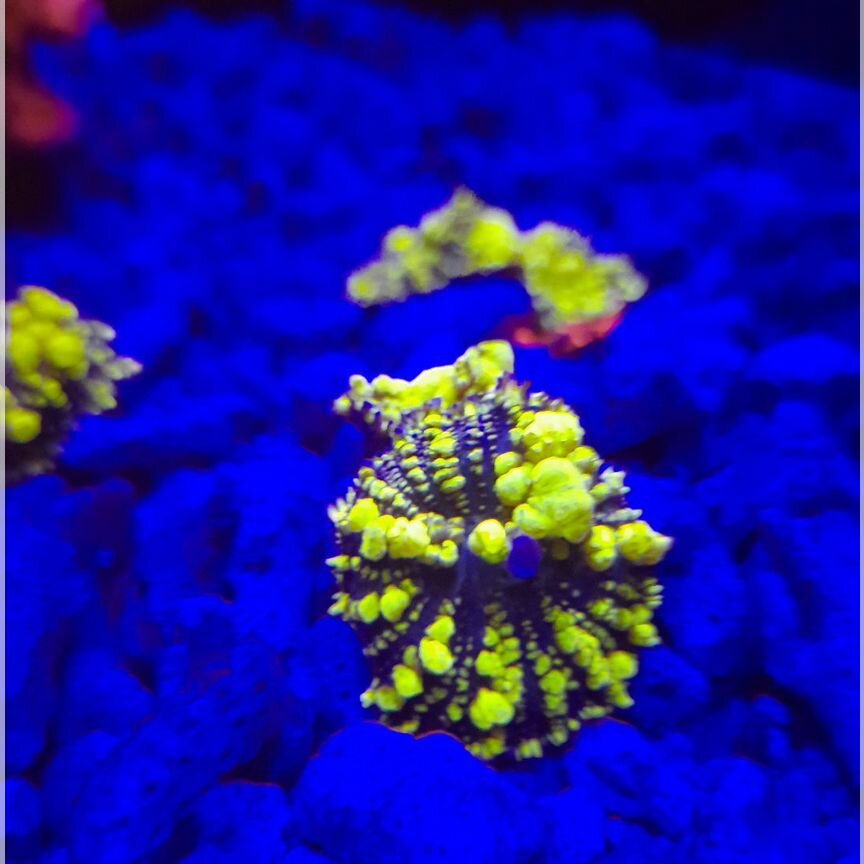 Морской аквариум. Живые кораллы