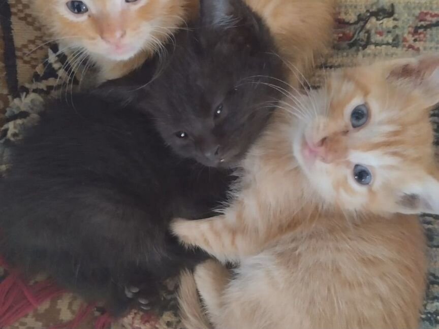 Котята в добрые руки