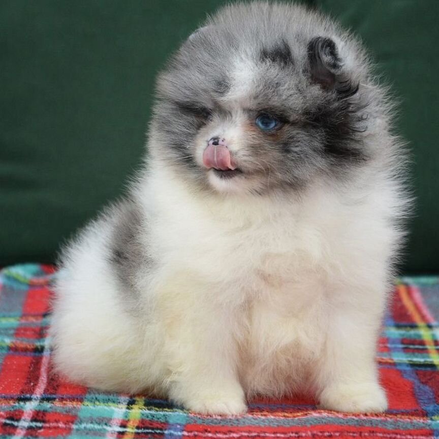 Померанский шпиц