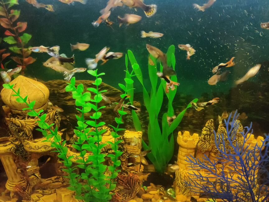 Аквариумные рыбки гуппи