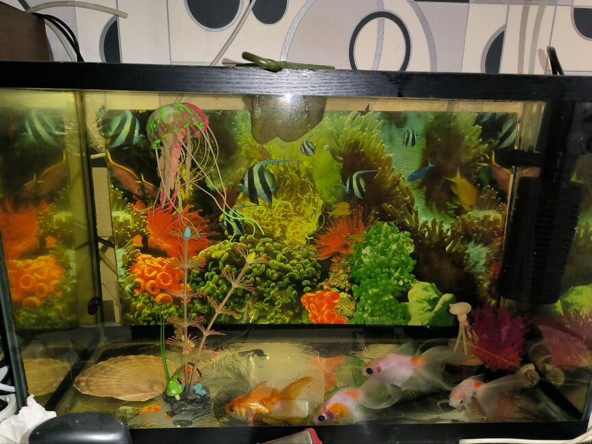 Продам аквариум с золотыми рыбками