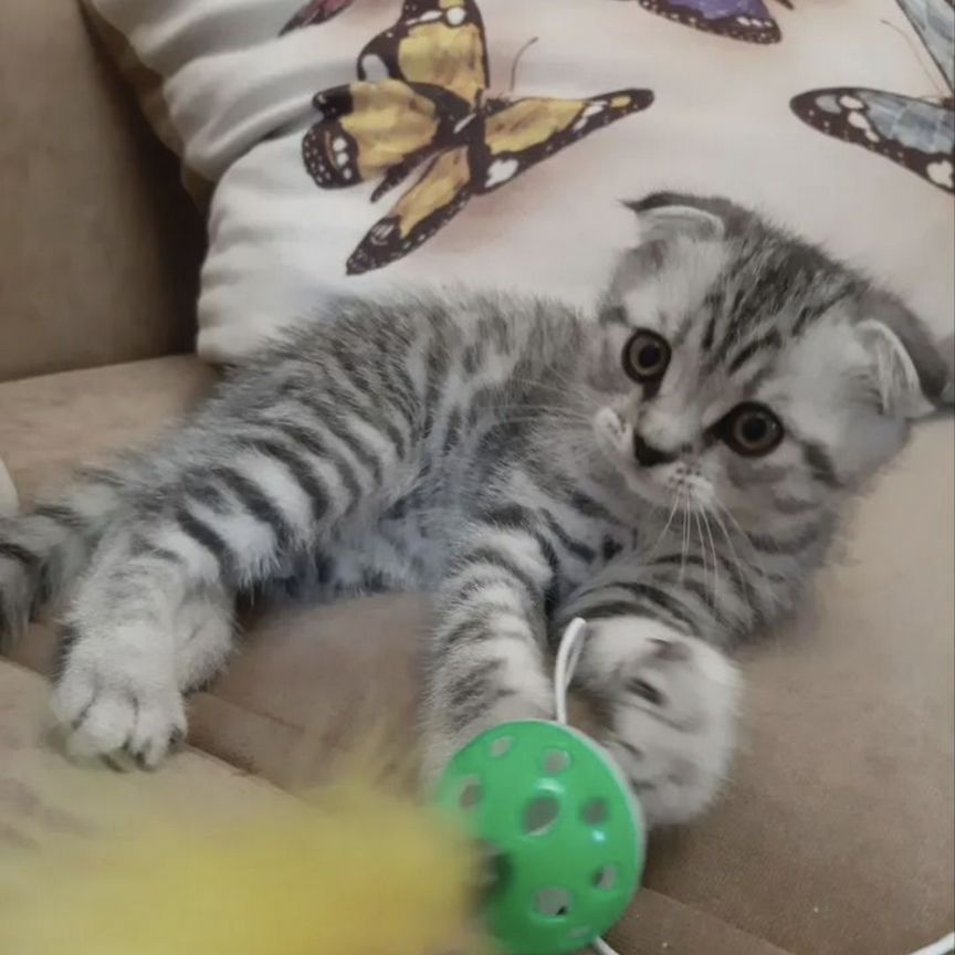 Домашние животные котята