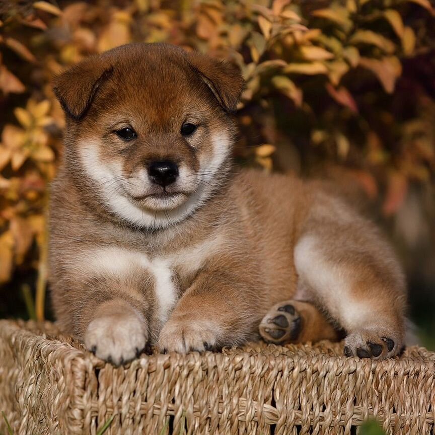 Сиба-ину, щенок