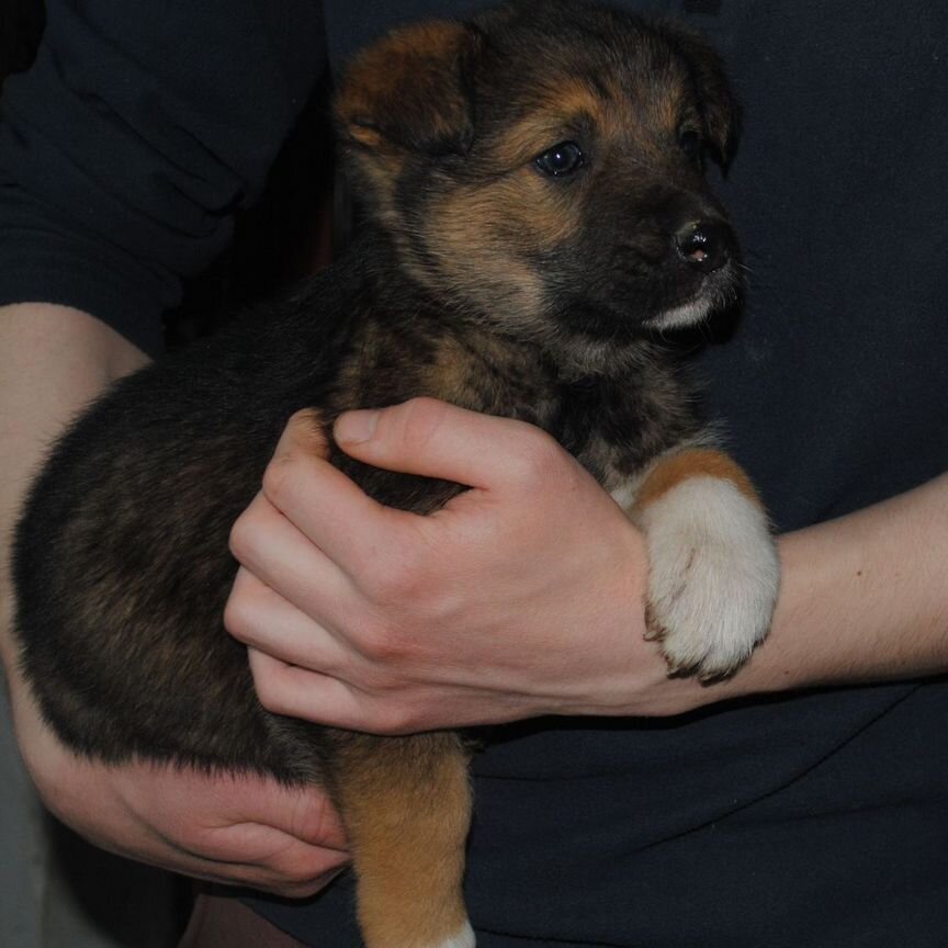 Щенок в добрые руки