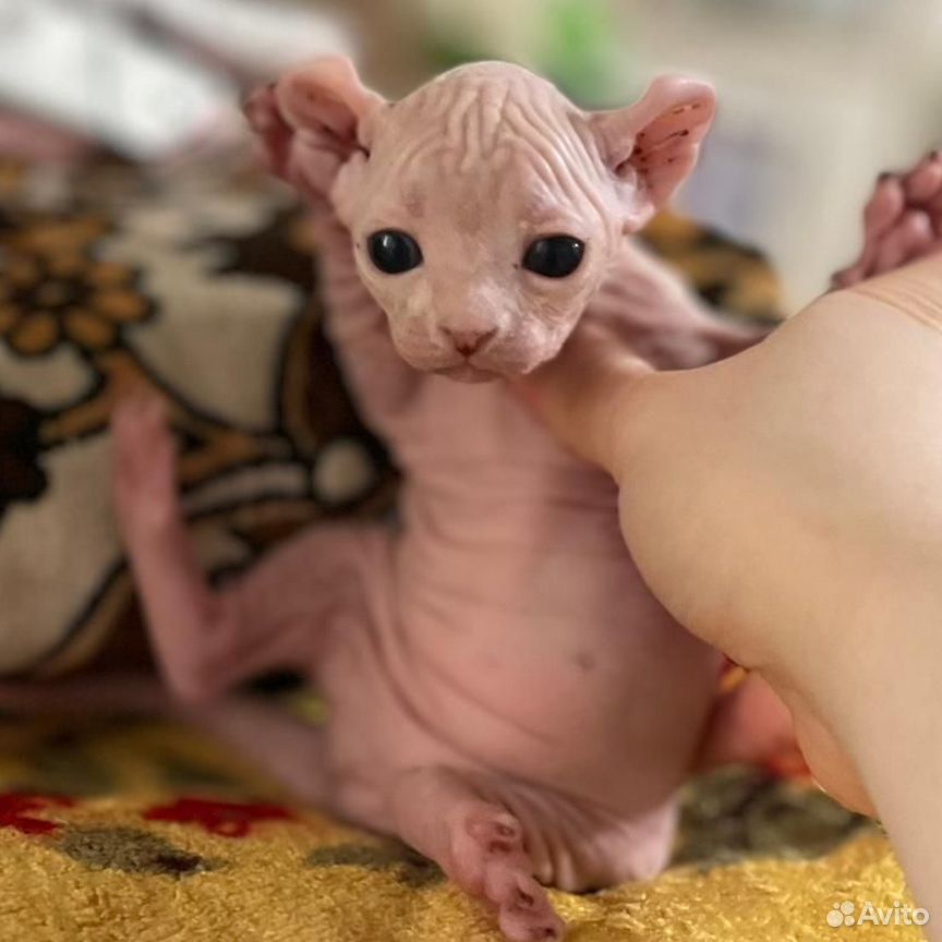 Канадский сфинкс. Бронь