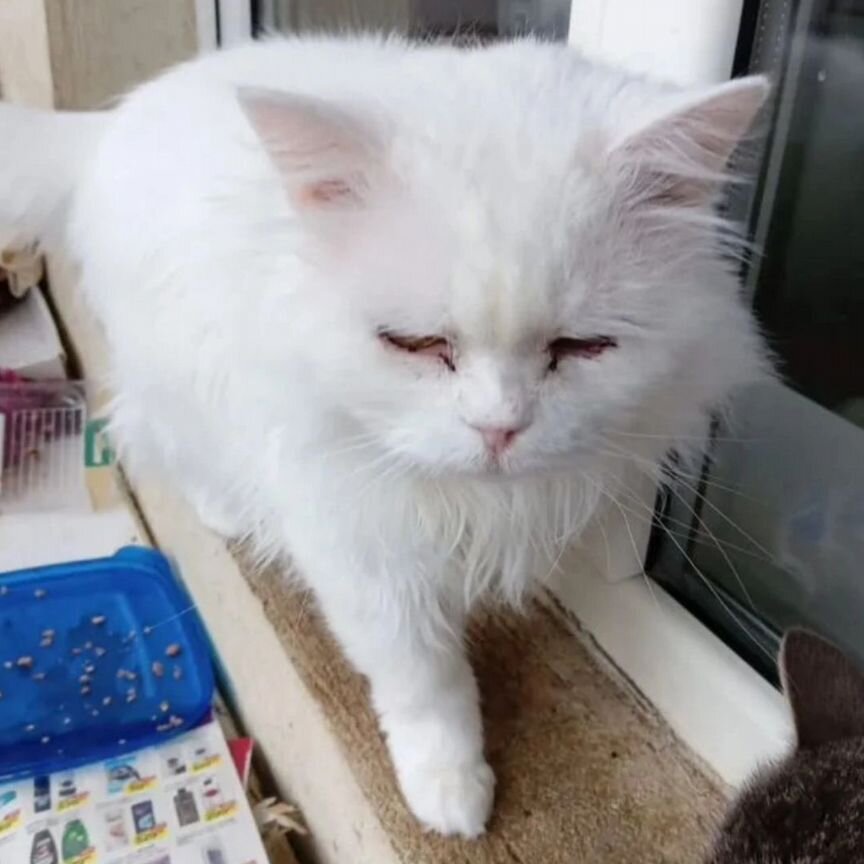 У кошек умерла хозяйка