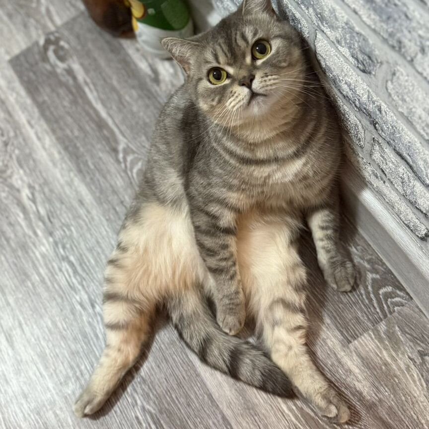 Шотландская прямоухая короткошёрстная, взрослая кошка