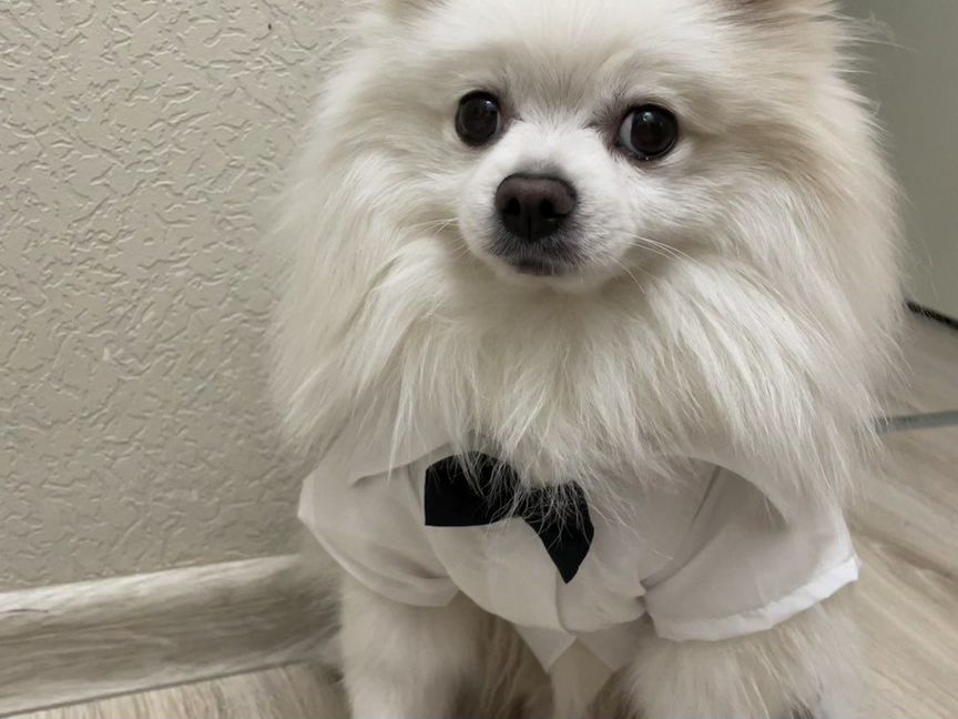 Кобель малый немецкий шпиц на вязку