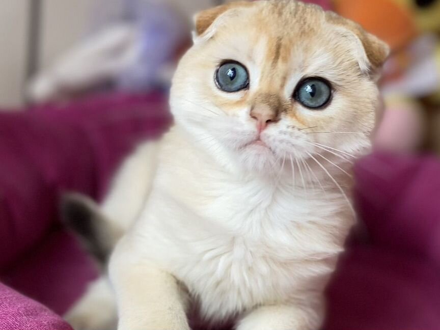 Шотландская вислоухая кошка Милли