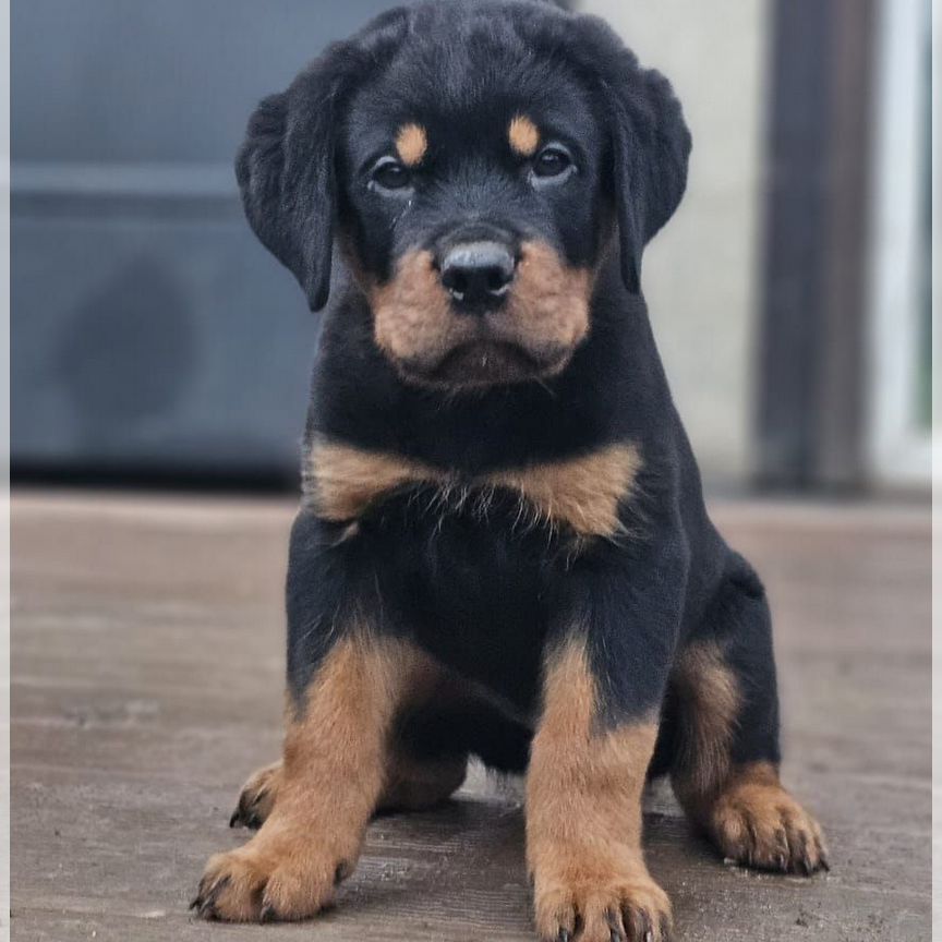 Ротвейлер, щенок