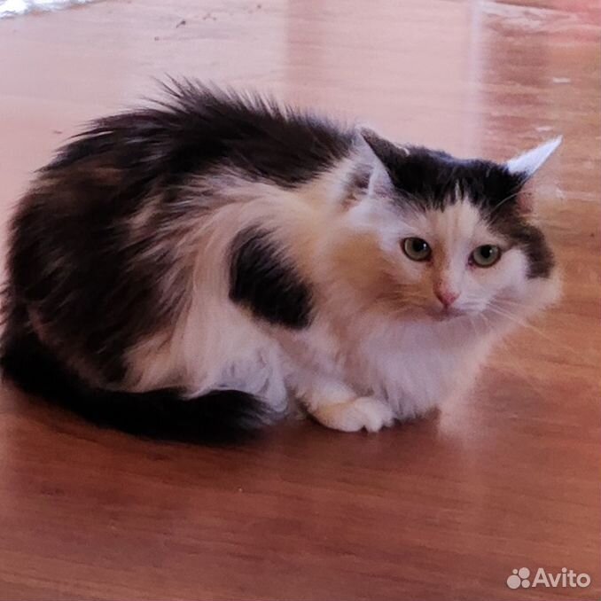 Анфисе некуда идти(не везет кошке совсем