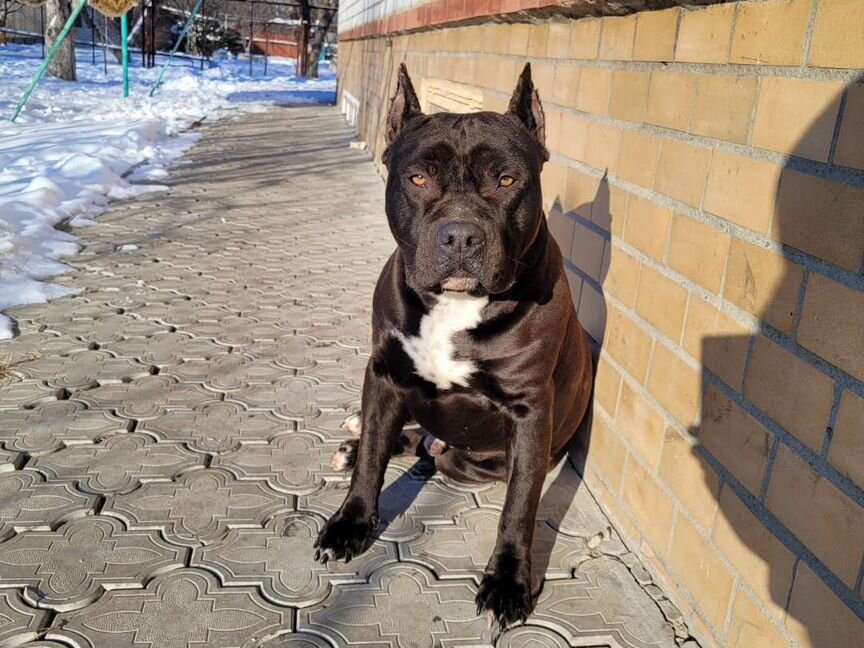 Амстафф вязка