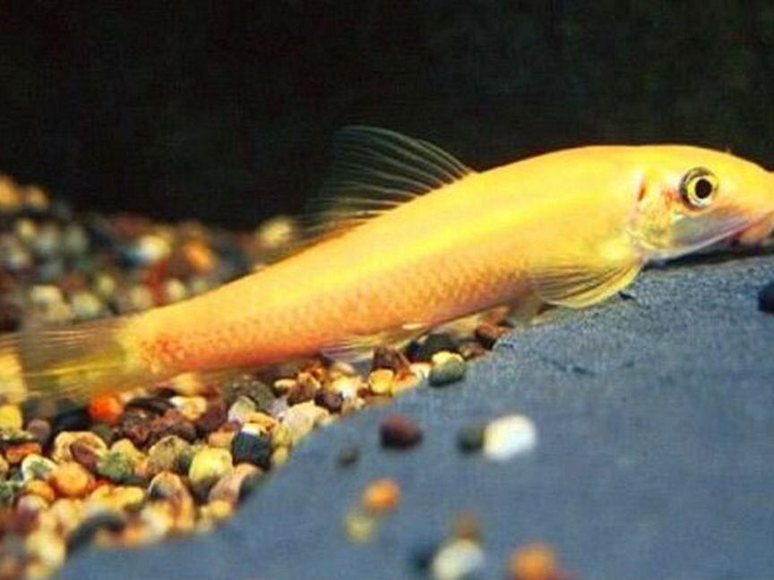 Гиринохейлус