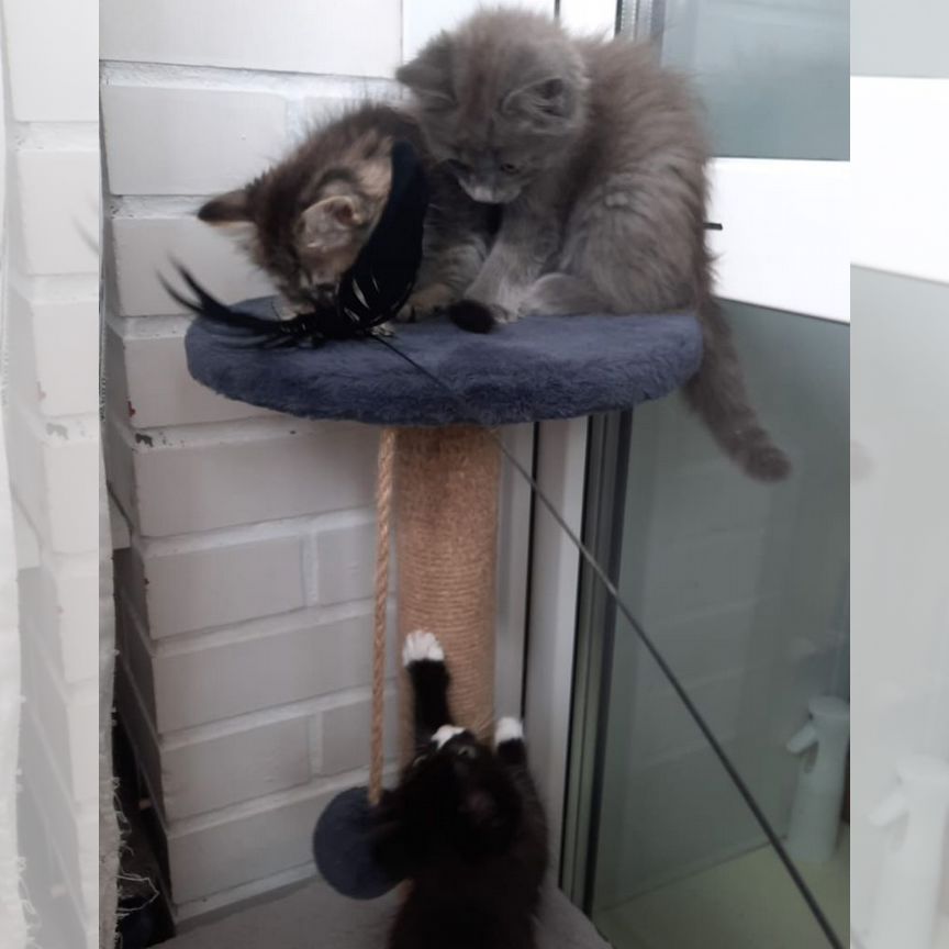 Котята в добрые руки