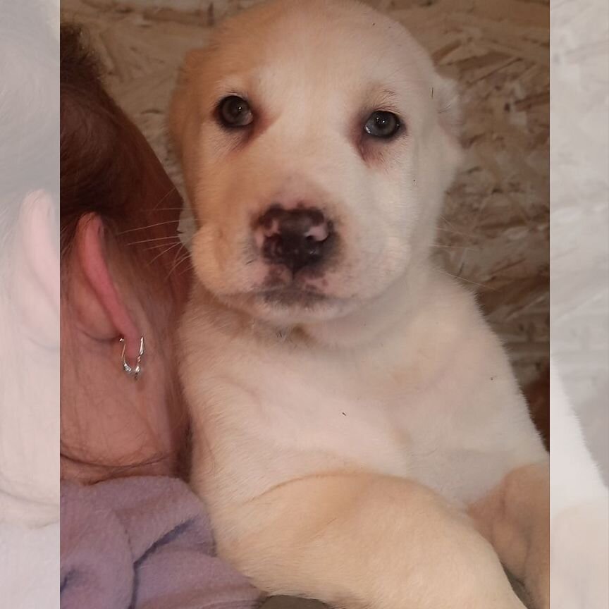 Среднеазиатская овчарка, щенок