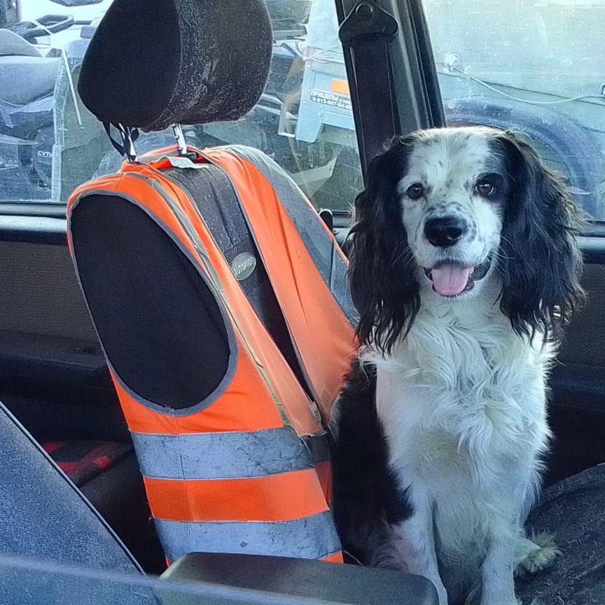 Русский спаниель, вязка