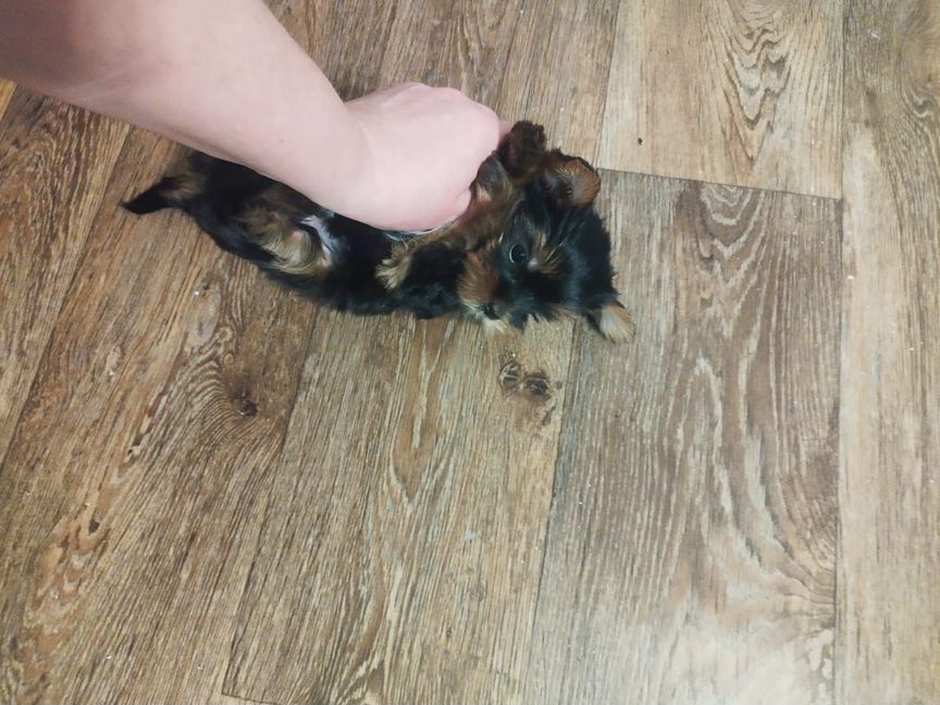 Йоркширские терьеры