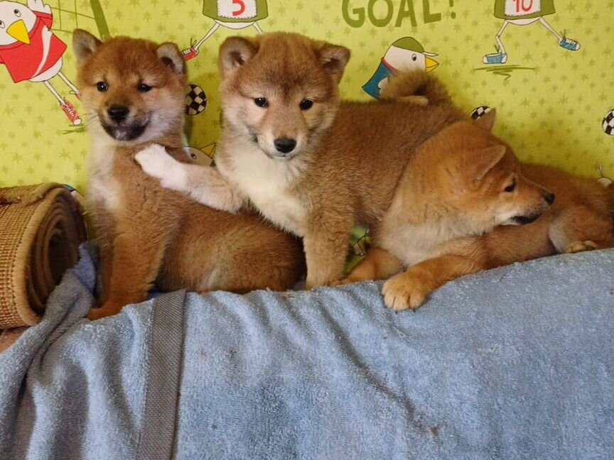 Щенки сиба шиба ину