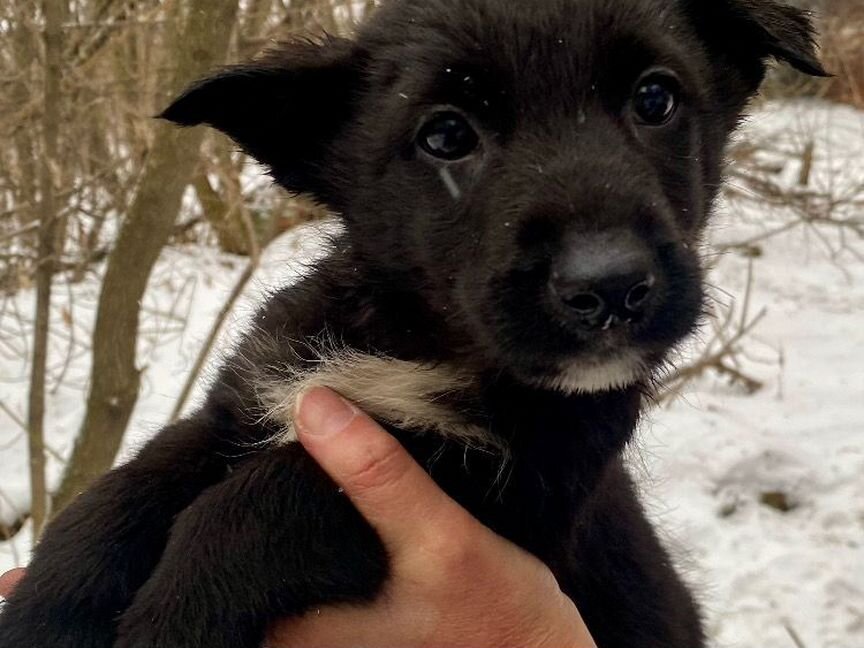 Красивые щенки от маленькой собачки