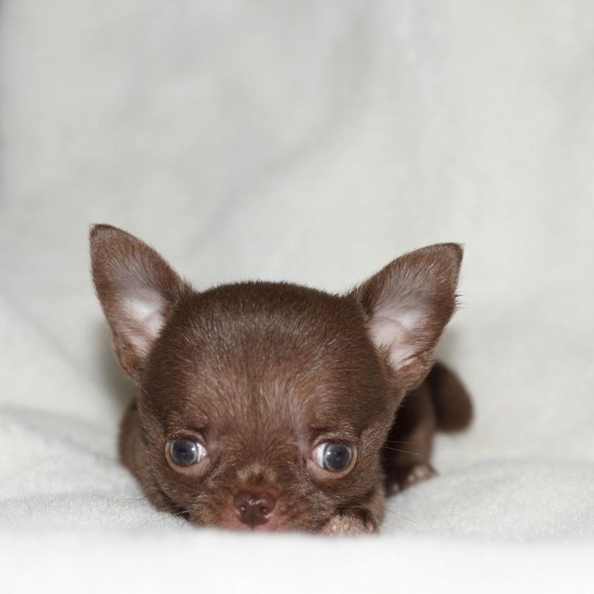 Клубные малышки чихуахуа РКФ