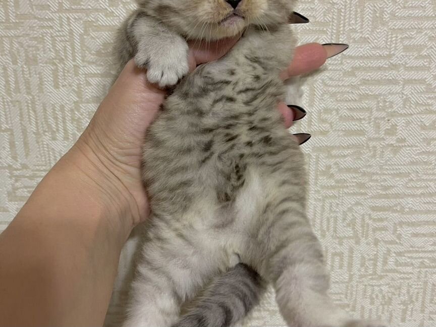 Шиншилла серебристая британцы