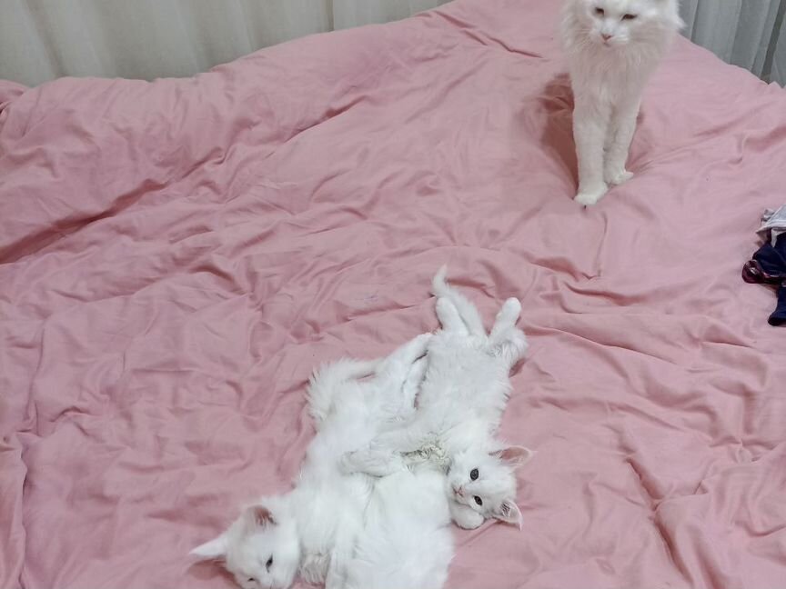 Белоснежные Мейн-Куны