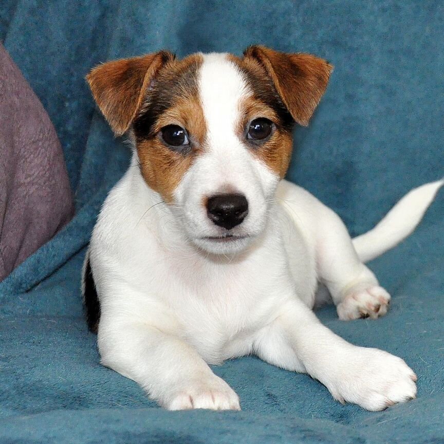 Щенки Джек Рассел терьер