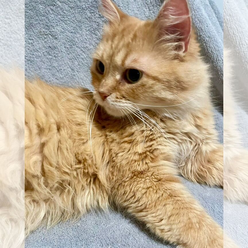 Взрослая кошка в добрые руки