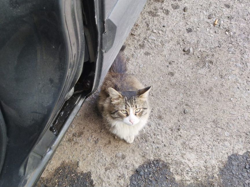 Кот в добрые руки