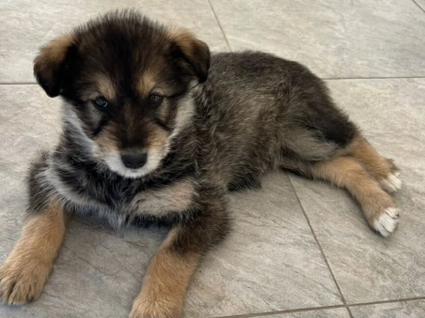 Девочка-лапочка