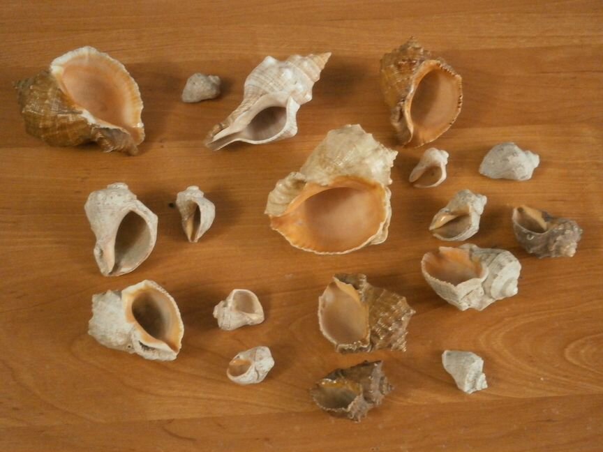 Морские ракушки, набор