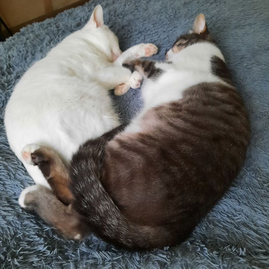 Котики в добрые руки бесплатно