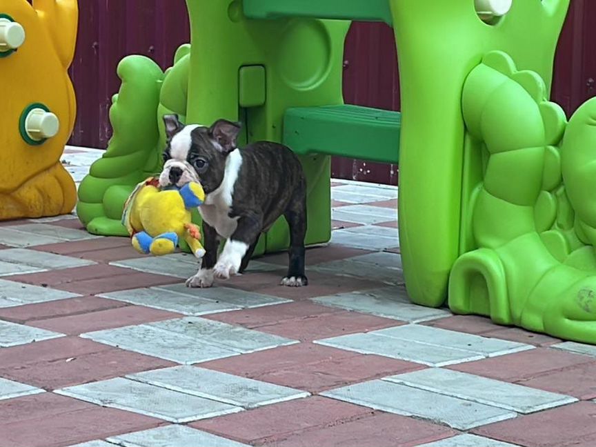 Бостон терьер