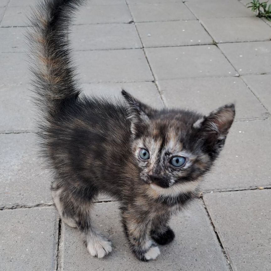 Пятнистая кошка