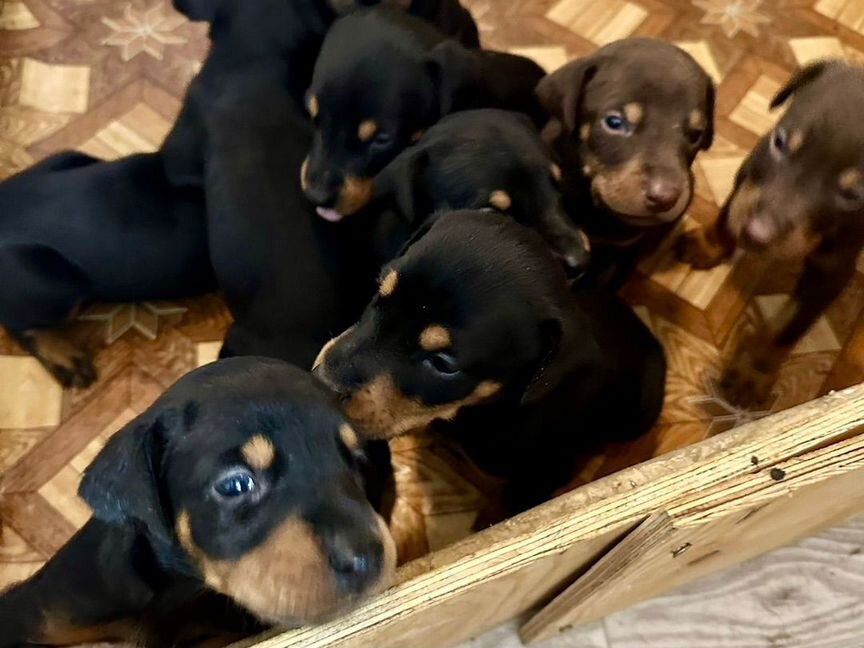 Щенки добермана