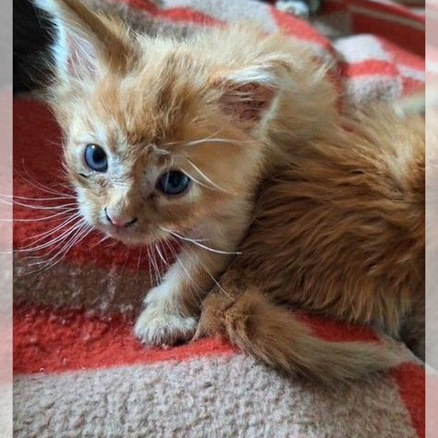 Мейн-кун котёнок