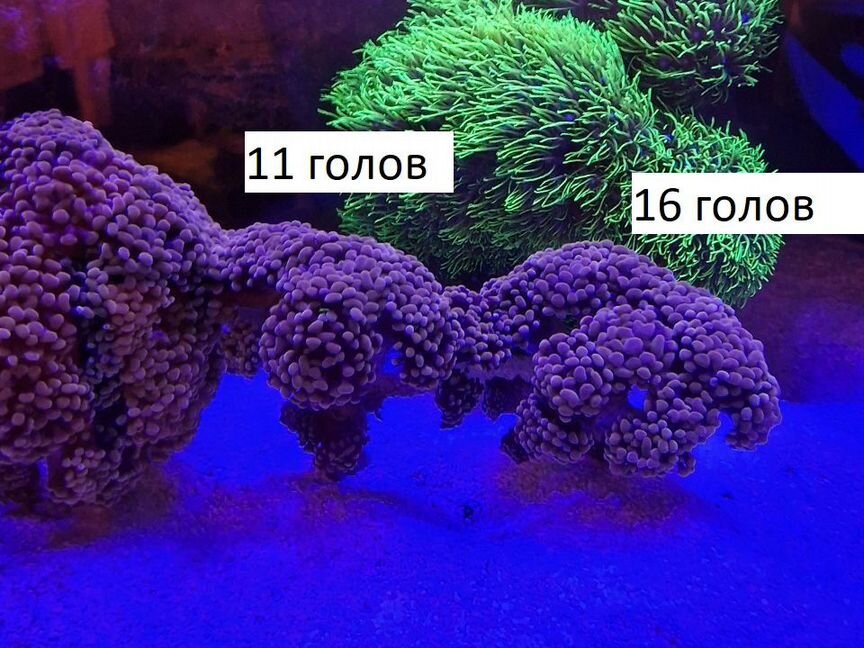 Коралл Эуфиллия разного размера кусты (молоточкова