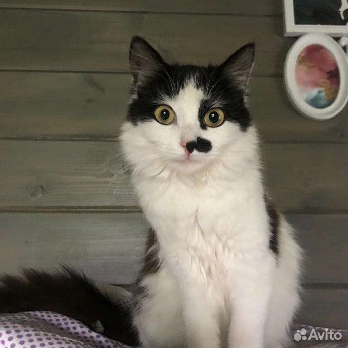 Котик Томас