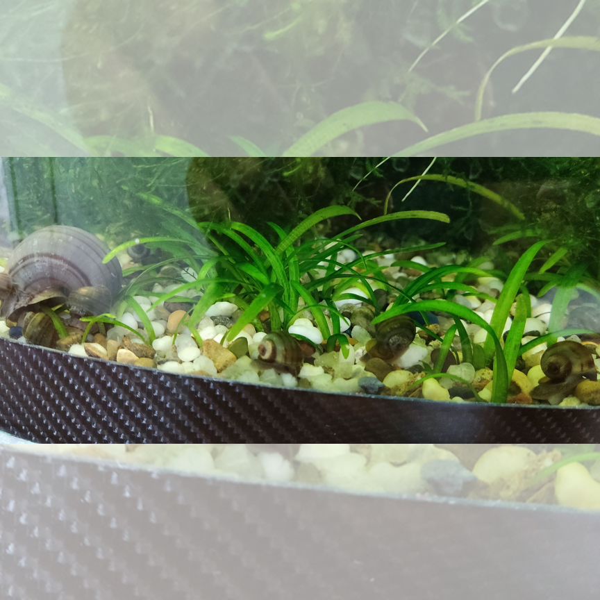 Улитки ампулярии, отдам бесплатно