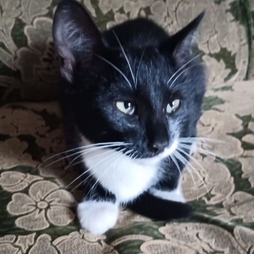 Котенок мальчик